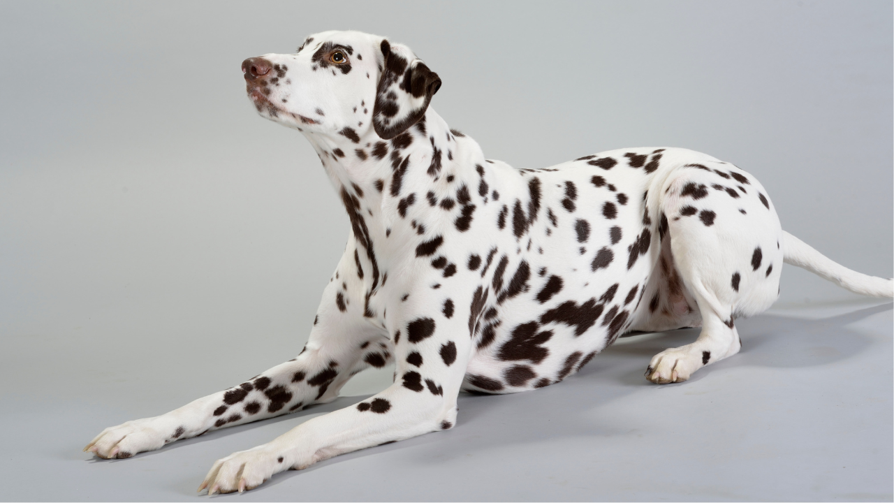 The Ultimate Guide to the Dalmatian: History - Dog Life Tales – Your ...