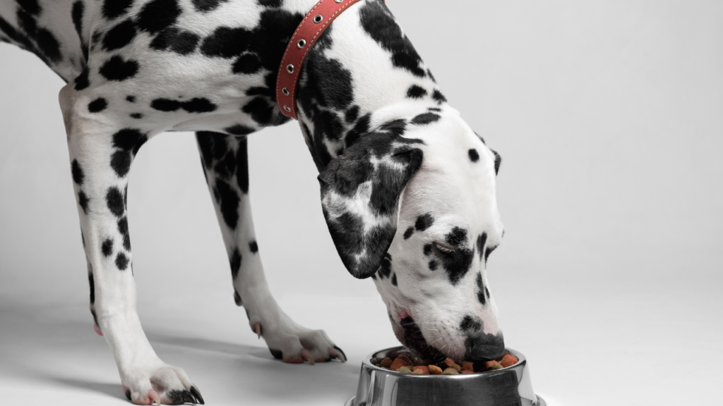 The Ultimate Guide to the Dalmatian: History - Dog Life Tales – Your ...