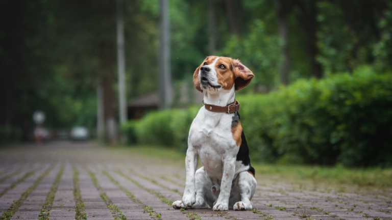 The Ultimate Guide to the Beagle: History - Dog Life Tales – Your ...