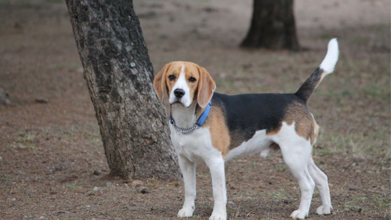 The Ultimate Guide to the Beagle: History - Dog Life Tales – Your ...