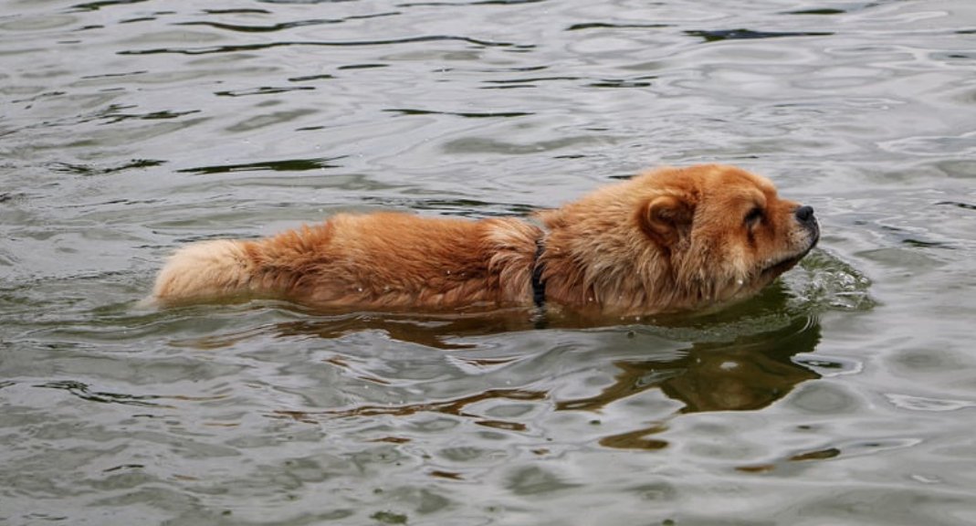 Complete Guide to the Chow Chow Dog Breed: History - Dog Life Tales ...