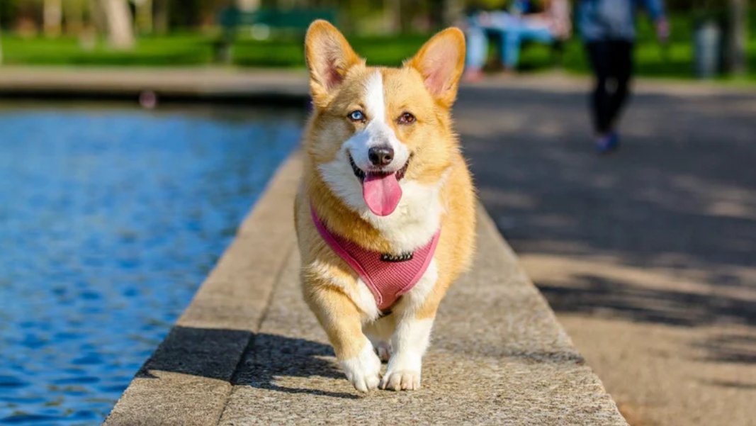 The Ultimate Guide to Corgi: History - Dog Life Tales – Your Ultimate ...