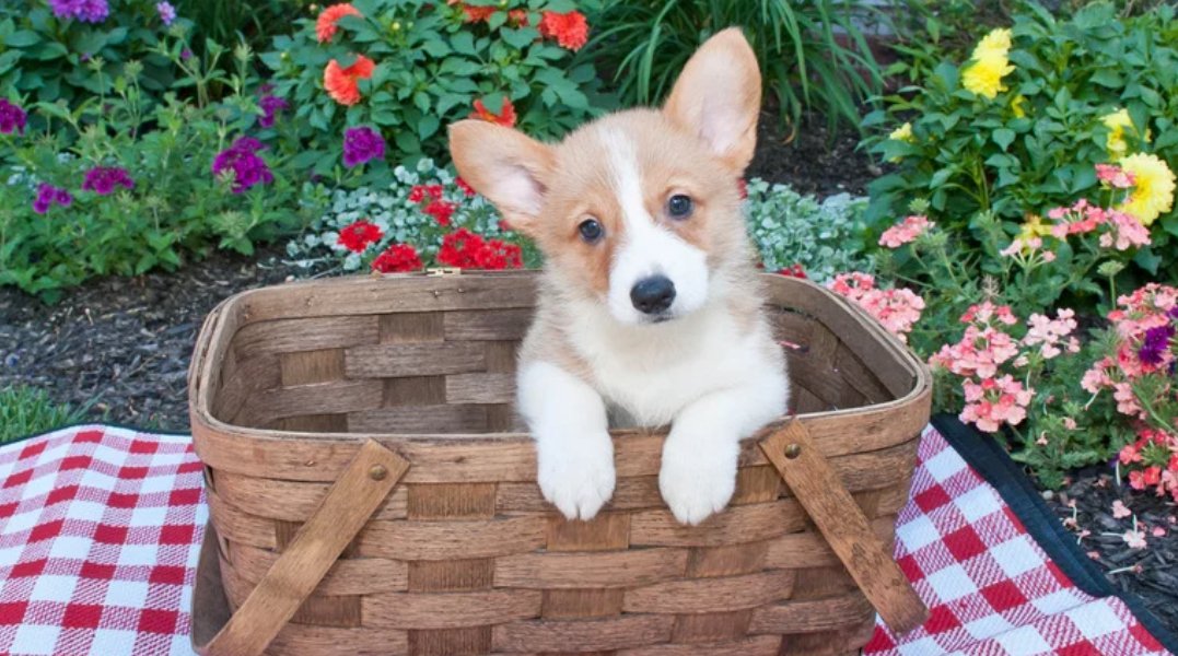 The Ultimate Guide to Corgi: History - Dog Life Tales – Your Ultimate ...
