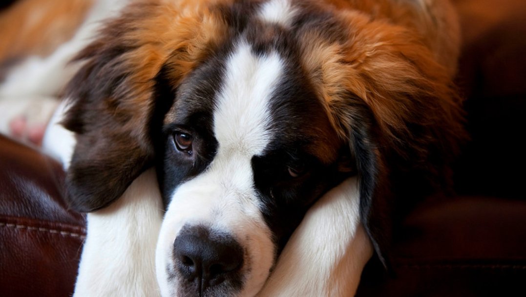 The Ultimate Guide to Saint Bernard: History - Dog Life Tales – Your ...