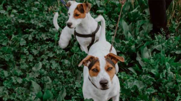 The Ultimate Guide to Jack Russell Terriers: History - Dog Life Tales ...