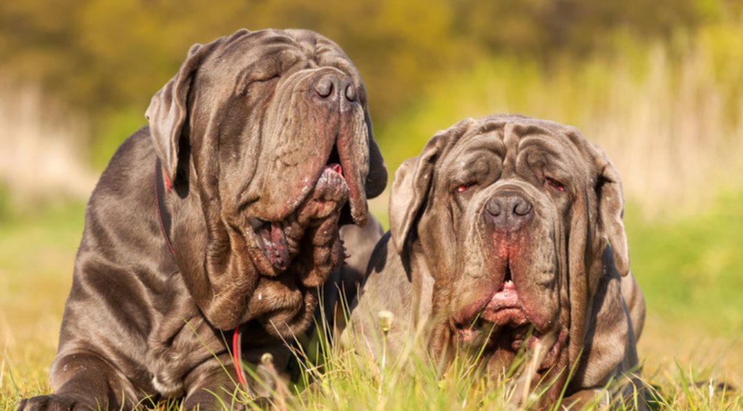The Ultimate Guide to Neapolitan Mastiff History - Dog Life Tales ...