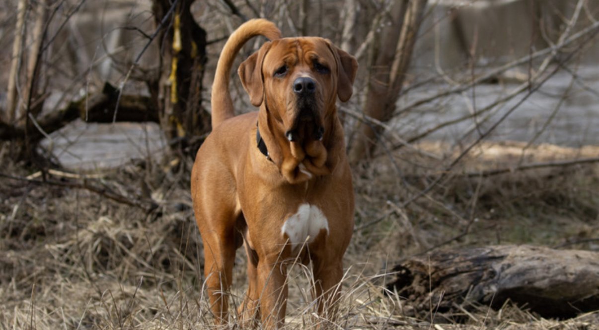 Everything You Need to Know About the Tosa Inu: History, Puppies ...