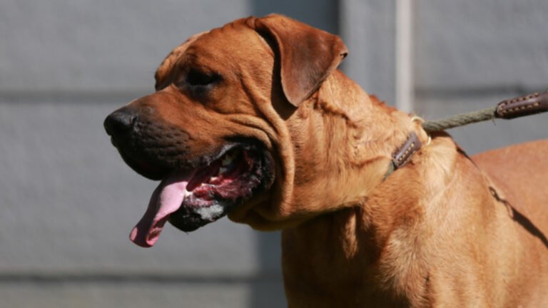 Everything You Need to Know About the Tosa Inu: History, Puppies ...