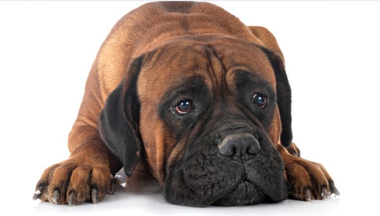 Everything You Need to Know About the Tosa Inu: History, Puppies ...