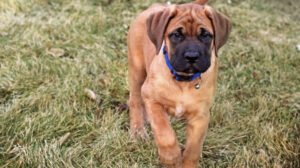 Everything You Need to Know About the Tosa Inu: History, Puppies ...
