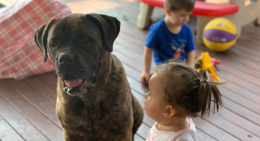 Everything You Need to Know About the Tosa Inu: History, Puppies ...