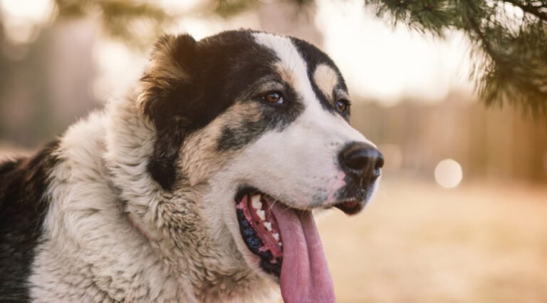 The Ultimate Guide to Alabai Dog Breed: - Dog Life Tales – Your ...