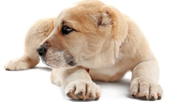 The Ultimate Guide to Alabai Dog Breed: - Dog Life Tales – Your ...