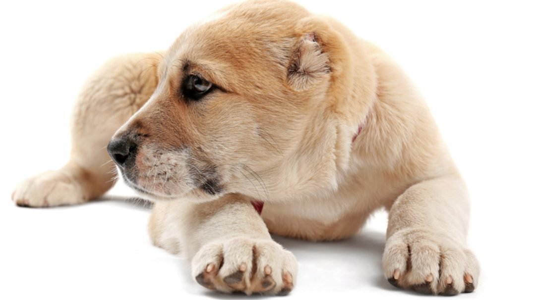The Ultimate Guide to Alabai Dog Breed: - Dog Life Tales – Your ...