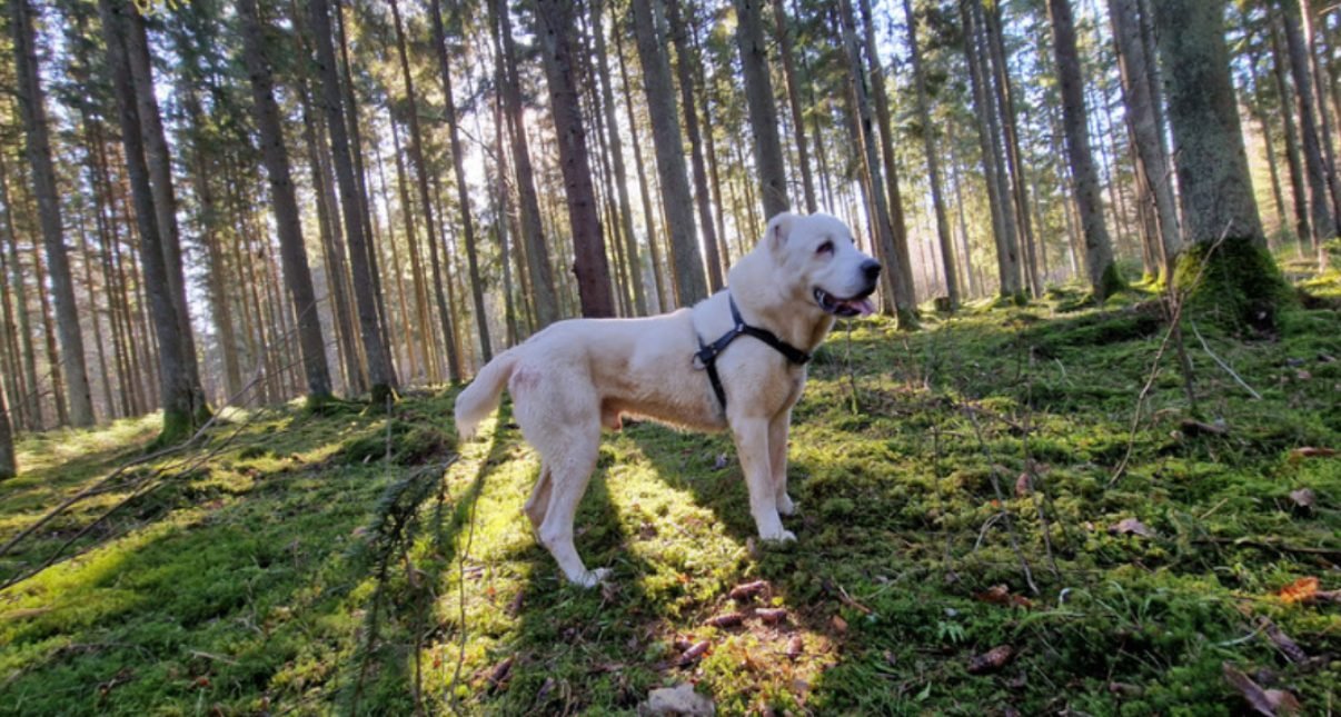 The Ultimate Guide to Alabai Dog Breed: - Dog Life Tales – Your ...