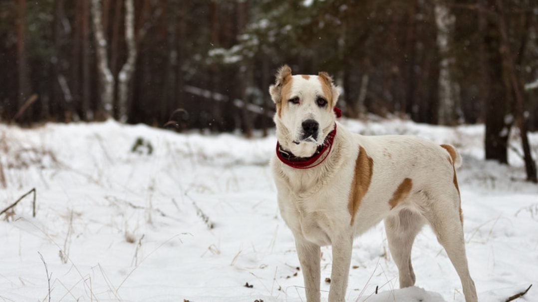 The Ultimate Guide to Alabai Dog Breed: - Dog Life Tales – Your ...