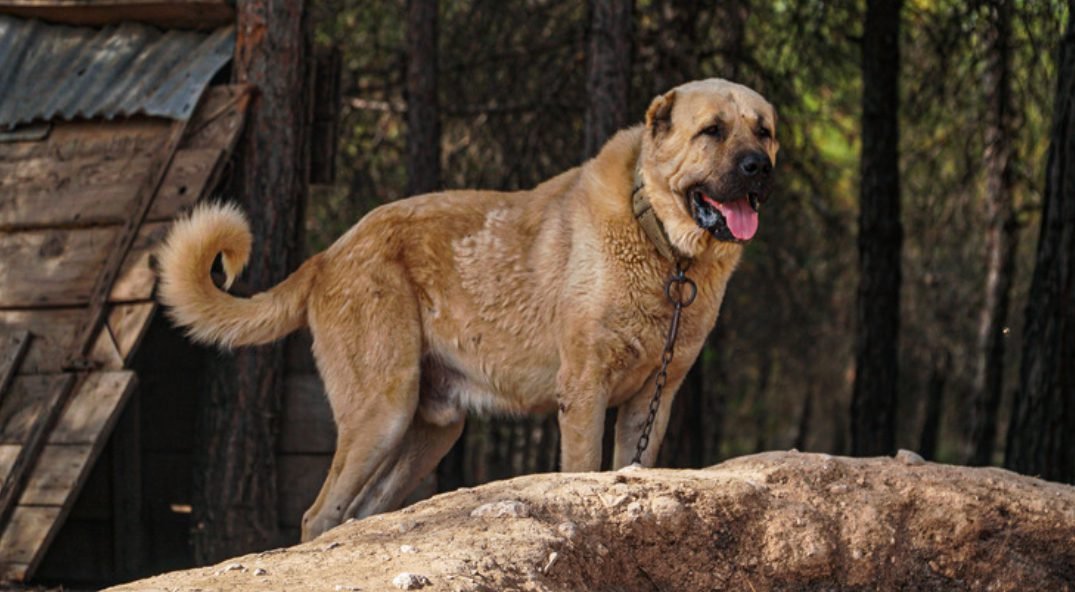 The Ultimate Guide to the Kangal Dog Breed - Dog Life Tales – Your ...