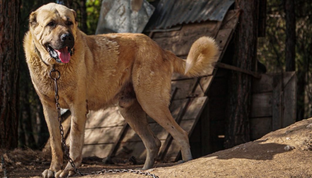 The Ultimate Guide to the Kangal Dog Breed - Dog Life Tales – Your ...