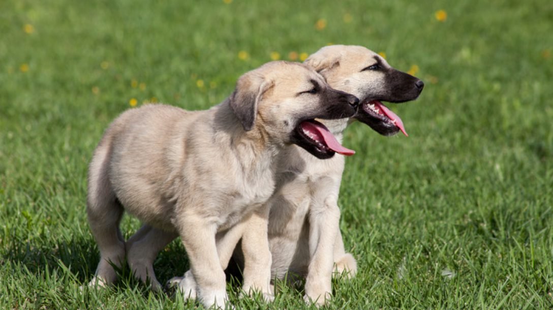 The Ultimate Guide to the Kangal Dog Breed - Dog Life Tales – Your ...