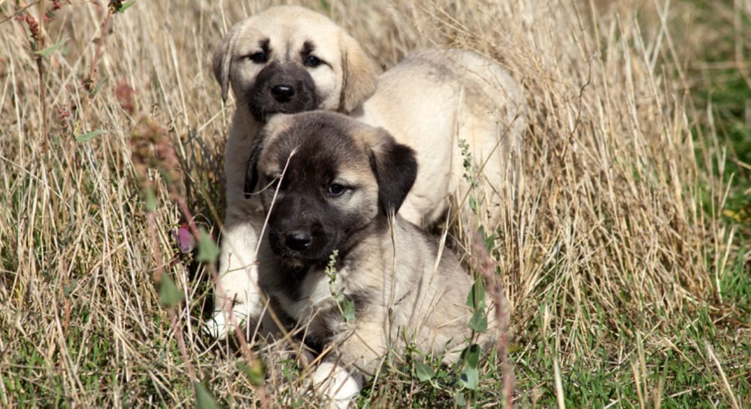 The Ultimate Guide to the Kangal Dog Breed - Dog Life Tales – Your ...