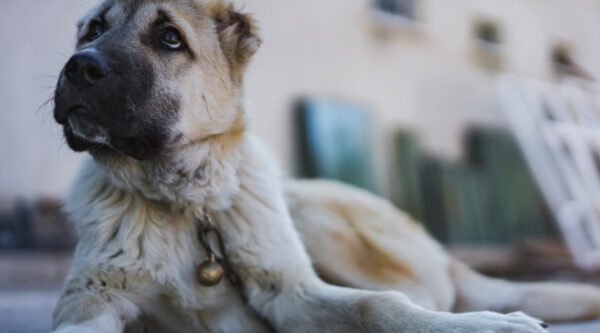 The Ultimate Guide to the Kangal Dog Breed - Dog Life Tales – Your ...