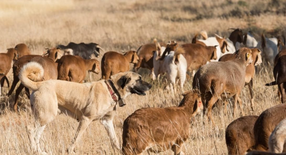 The Ultimate Guide to the Kangal Dog Breed - Dog Life Tales – Your ...