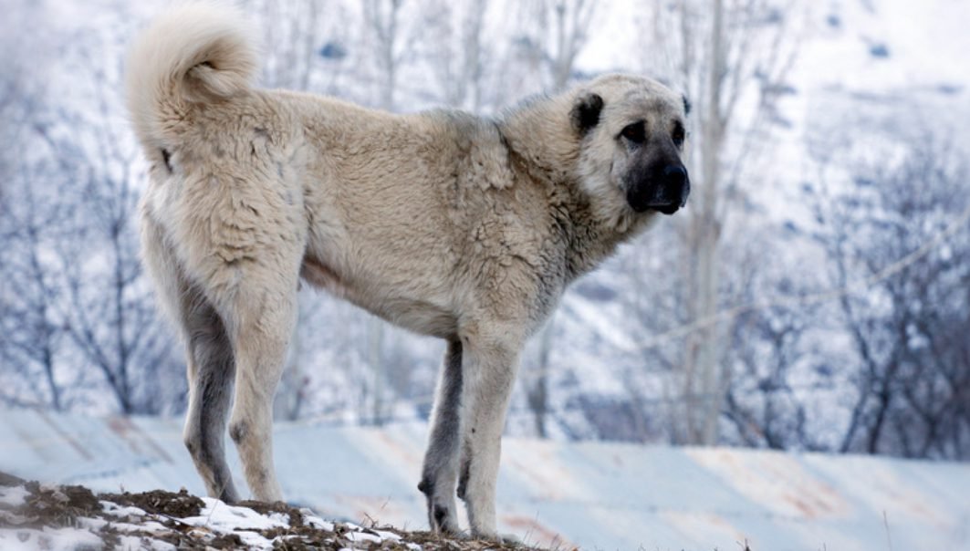 The Ultimate Guide to the Kangal Dog Breed - Dog Life Tales – Your ...