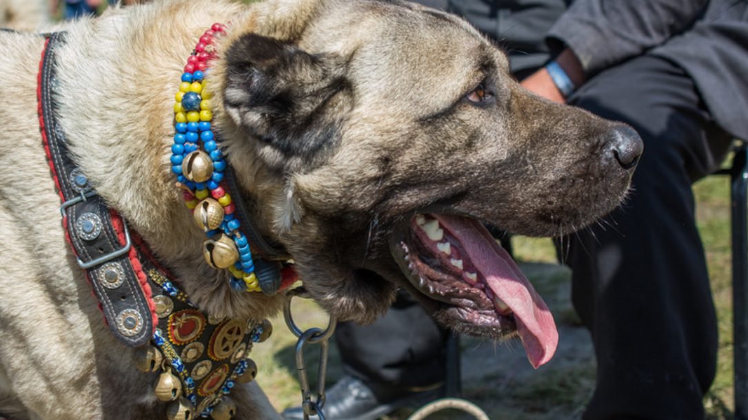 The Ultimate Guide to the Kangal Dog Breed - Dog Life Tales – Your ...