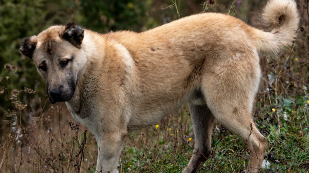 Top 10 Strongest Dog Bites in the World: Most Powerful Canine Jaws ...